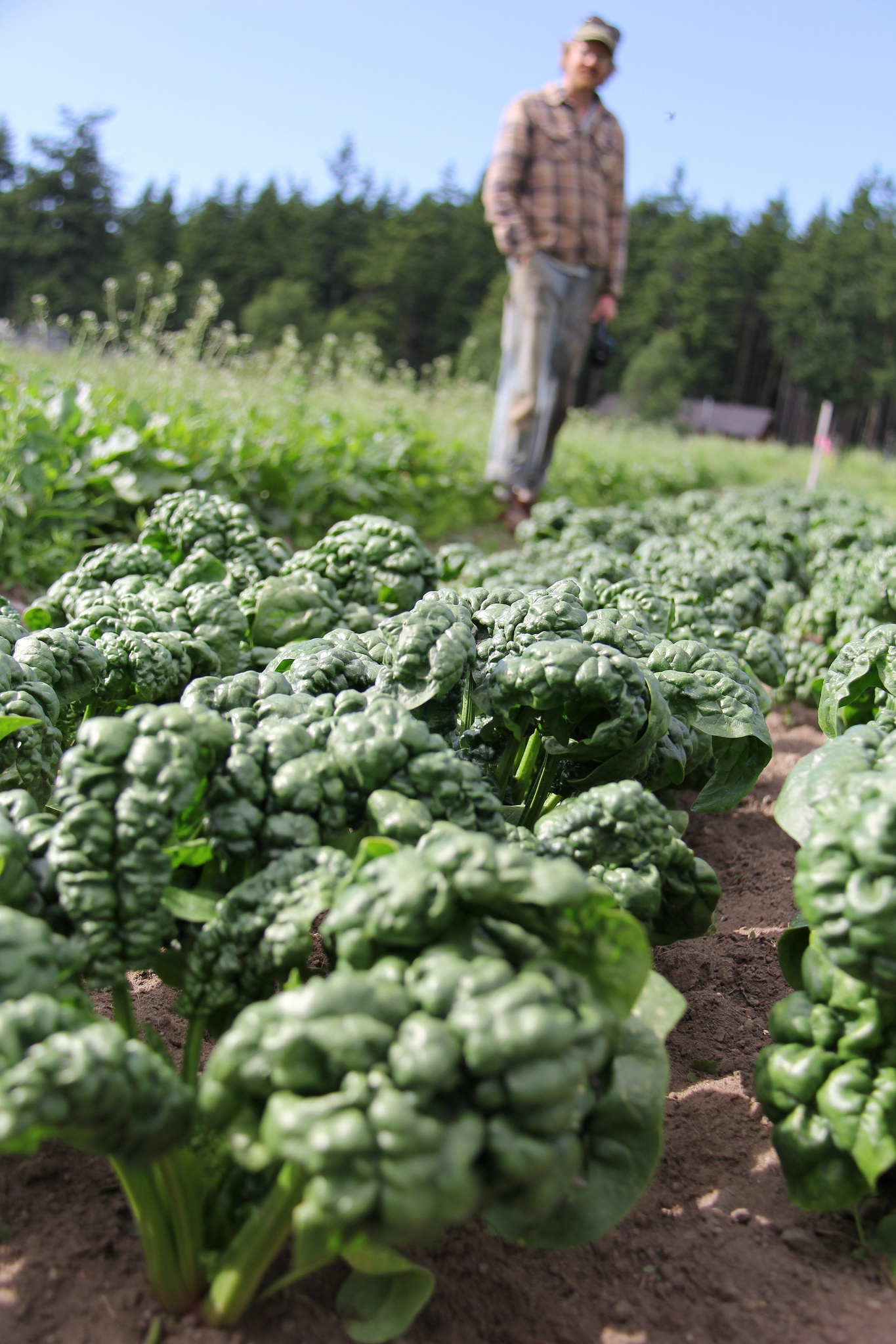 Why Organic Seed? - State of Organic Seed